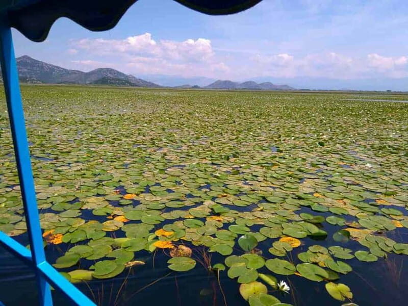 Kotor: Skadar Lake National Park with Wine Tasting