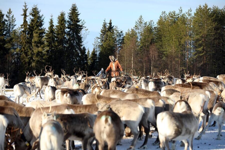 Kuusamo: Morning Feeding of Hundreds of Reindeer