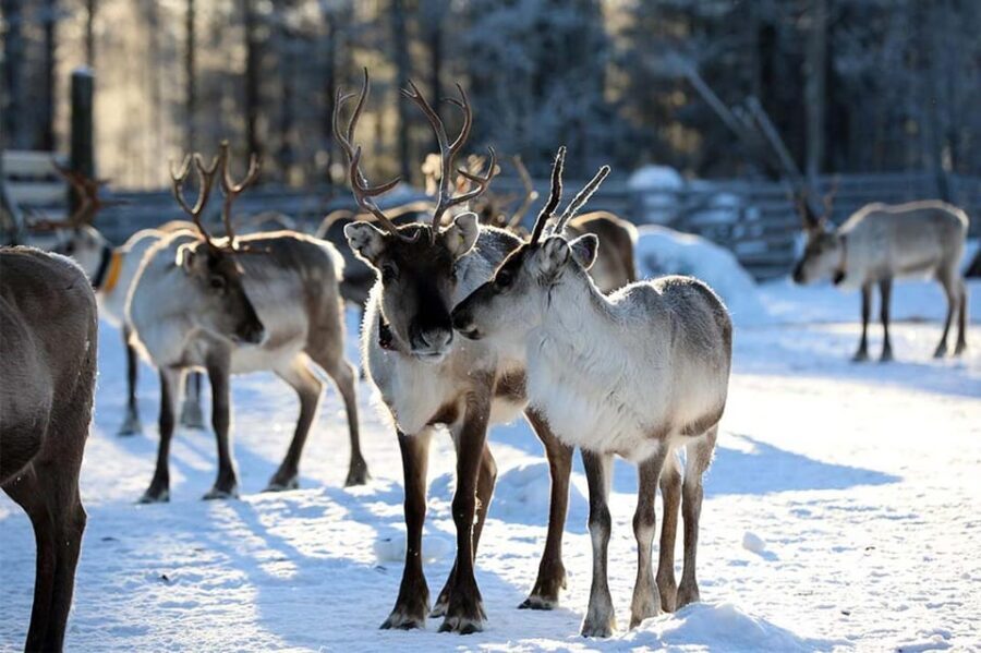 Kuusamo: Reindeer Farm Visit