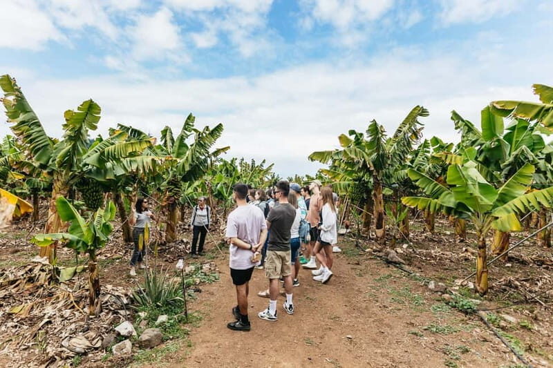 La Orotava: Eco Banana Plantation Tour with Banana Liquor - The Educational Element and Guided Insights
