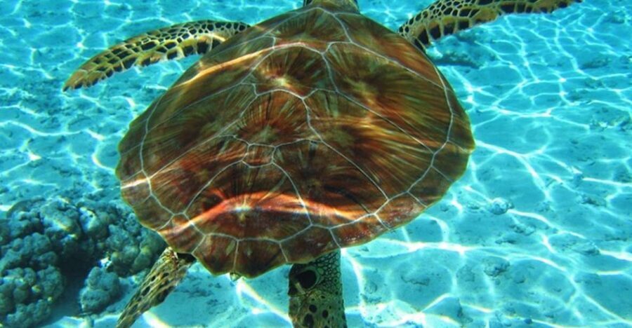 Laganas Zakynthos: Marathonissi, Keri Caves and Turtles Spot