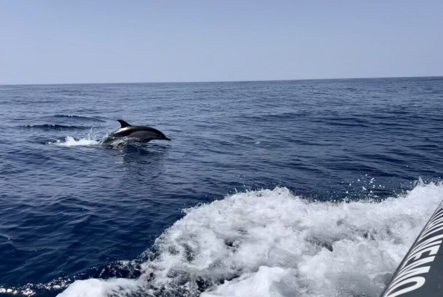 Lagoa: Dolphin Watching & Benagil Tour with Biologist Guide
