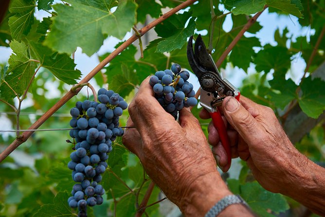 Lake Garda wine tasting: Pinot Noir & tortellini in a Medieval Village - In-Depth Look at the Tour Components