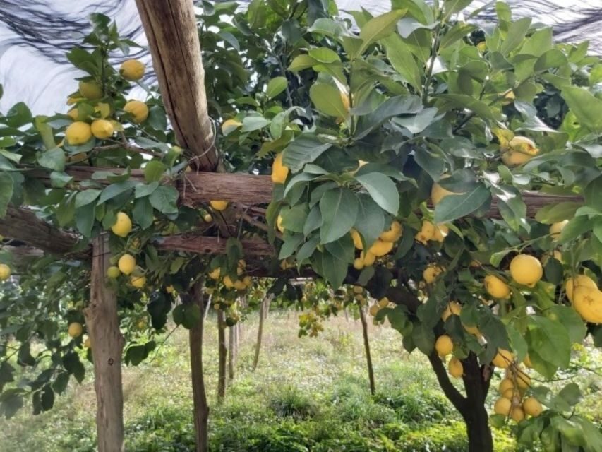 Lemon Experience with Limoncello demonstration