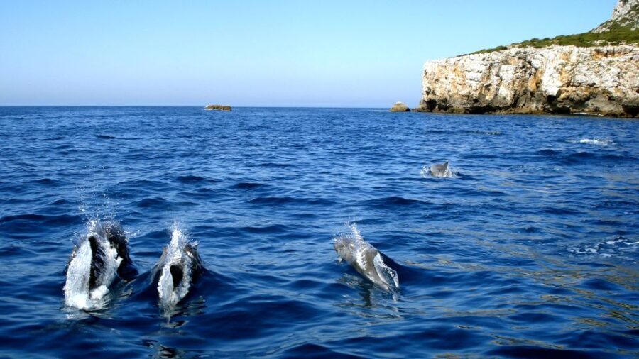Lisbon: Arrábida Natural Park Dolphin Watching Boat Tour