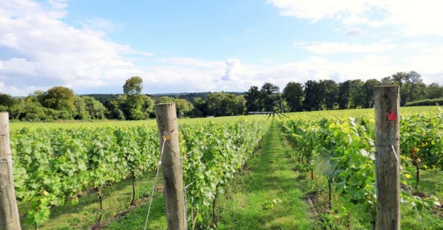 London: Full-Day English Wine Tour with Lunch