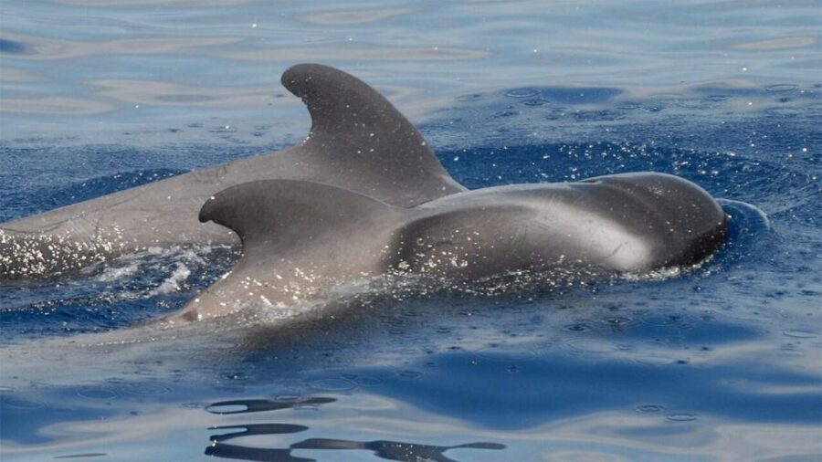 Los Cristianos: Eco-Yacht Whale Watching Cruise with Swim