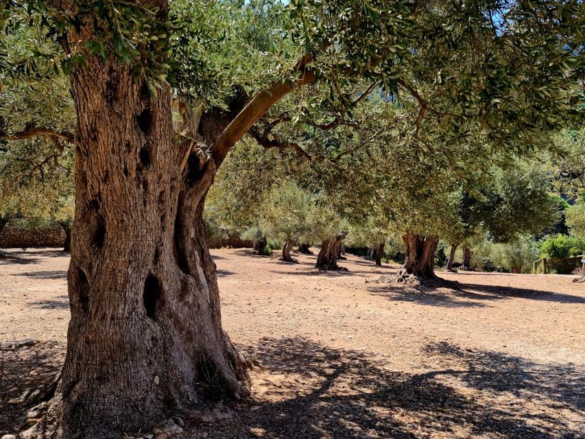 Mallorca: Tramuntana Mountains Tour with Local Guide & Lunch