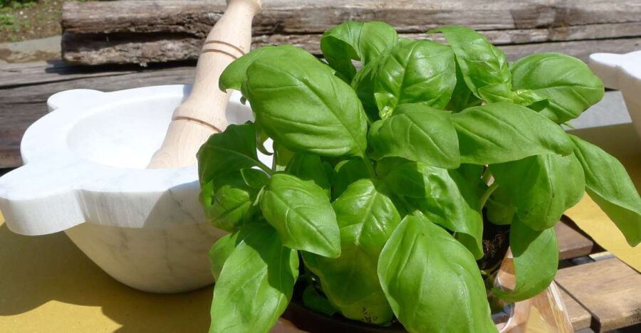 Manarola: Pesto Making Class with Tasting and Wine