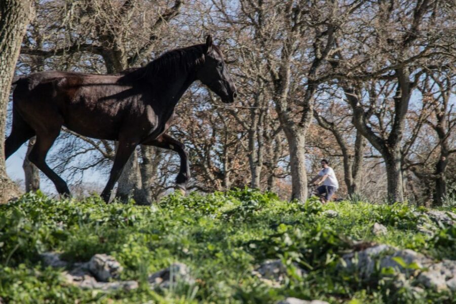 Martina Franca e-bike tour and visit to a breeding