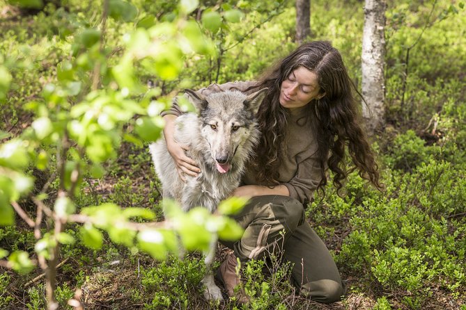 Meet Taivas & the Arctic Wolves - Private Tour - Exploring the Arctic Wolfland Sanctuary Experience