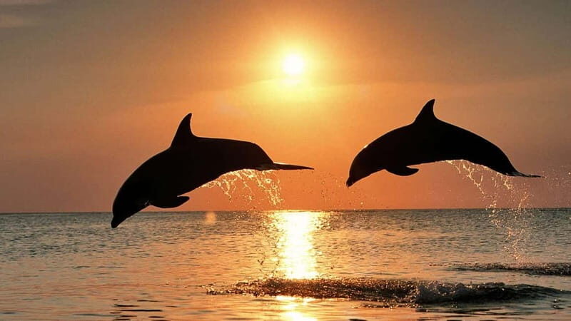 Meet the Dolphins  Escursione in Gommone - RIB Excursion