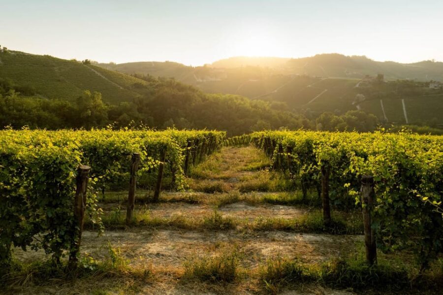 Monforte d'Alba: Barolo Tasting, Vineyard & Cellar Visit
