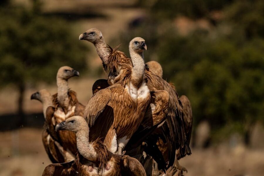 Monfrague Wildlife Experience: Vultures Close-up - The Itinerary in Detail
