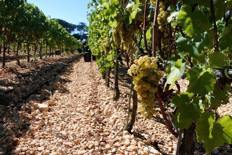 Mount Vesuvius Wine Tour with Tastings and Lunch