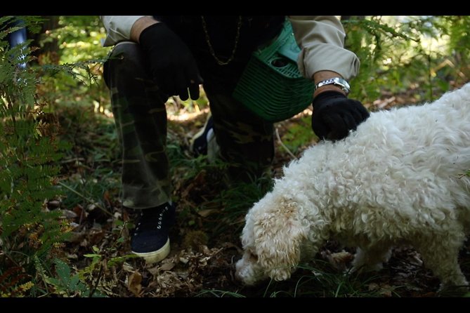 Mushroom or Truffle Hunting - Exploring the Truffle and Mushroom Hunt Near Lake Como: A Practical & Authentic Experience