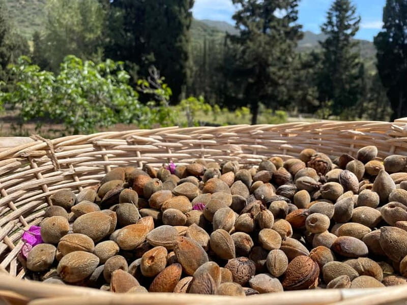 Near Cagliari: Almond Blossom Magic at "In Our Garden" (new)