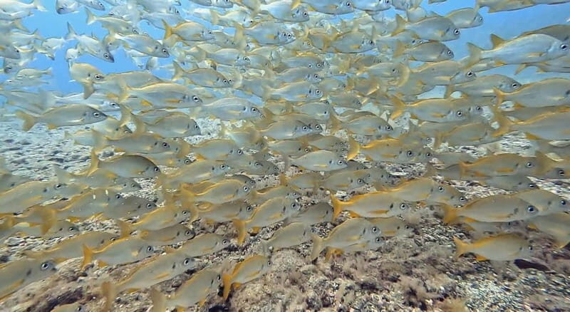 No Experience Needed-Discover Scuba Diving with Pickup