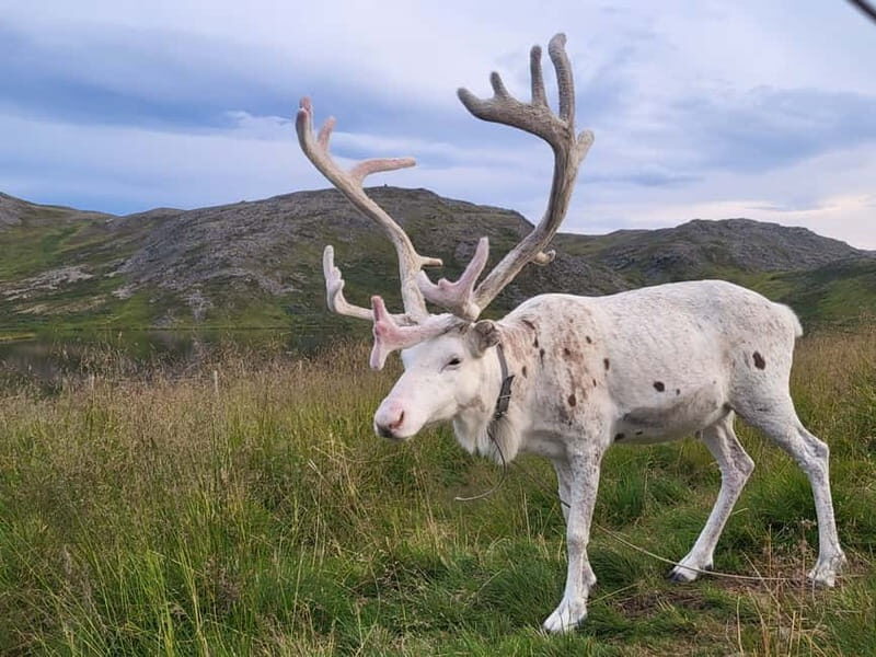 North Cape and King Crab Tour with Sámi Camp Tour