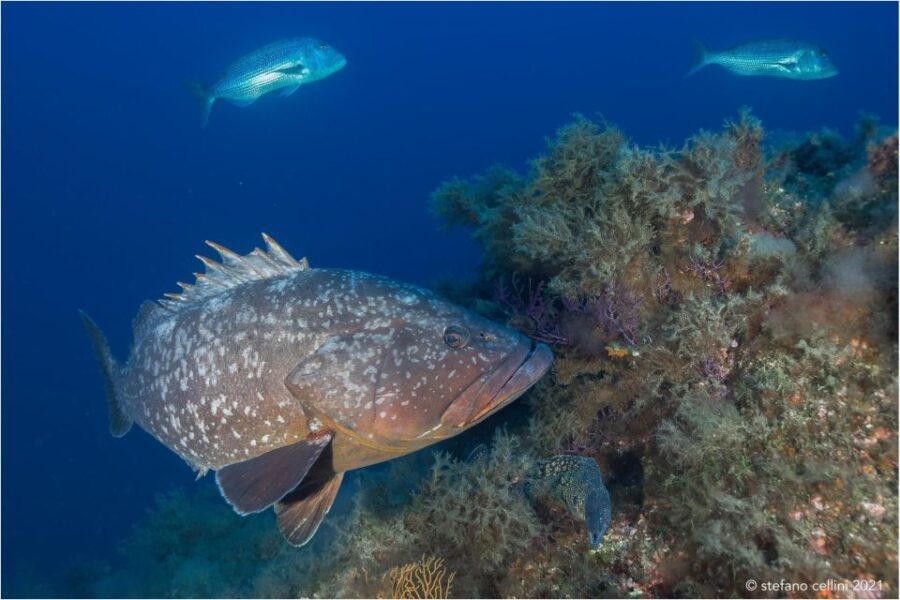 Olbia: Diving in Tavolara Marine Park in Sardinia - Itinerary Breakdown: Exploring Underwater Diversity