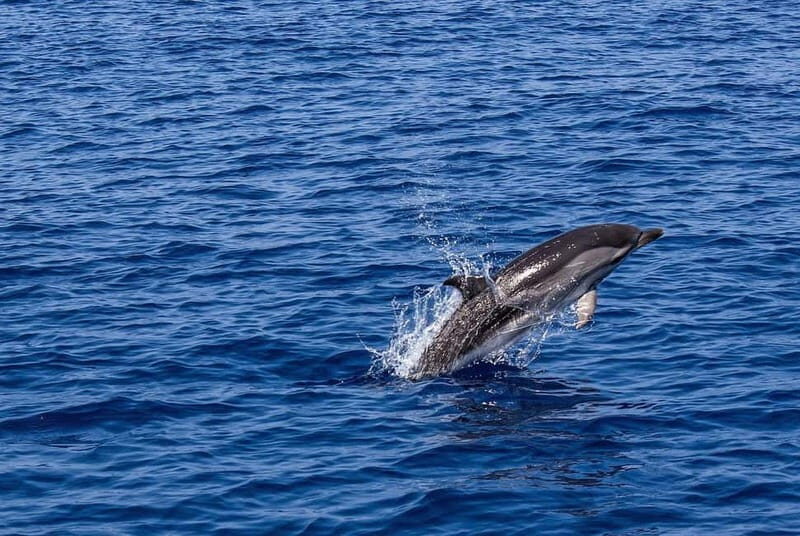 Olbia: Dolphin Watching & Snorkeling Boat Trip