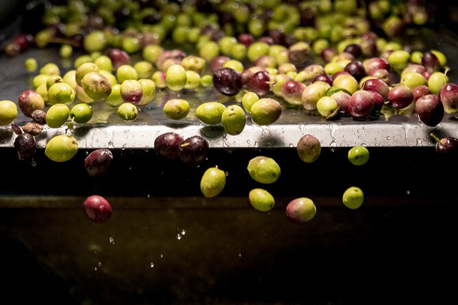 Olive Oil Tour Visit to the oil mill and olive oil tasting - Key Points