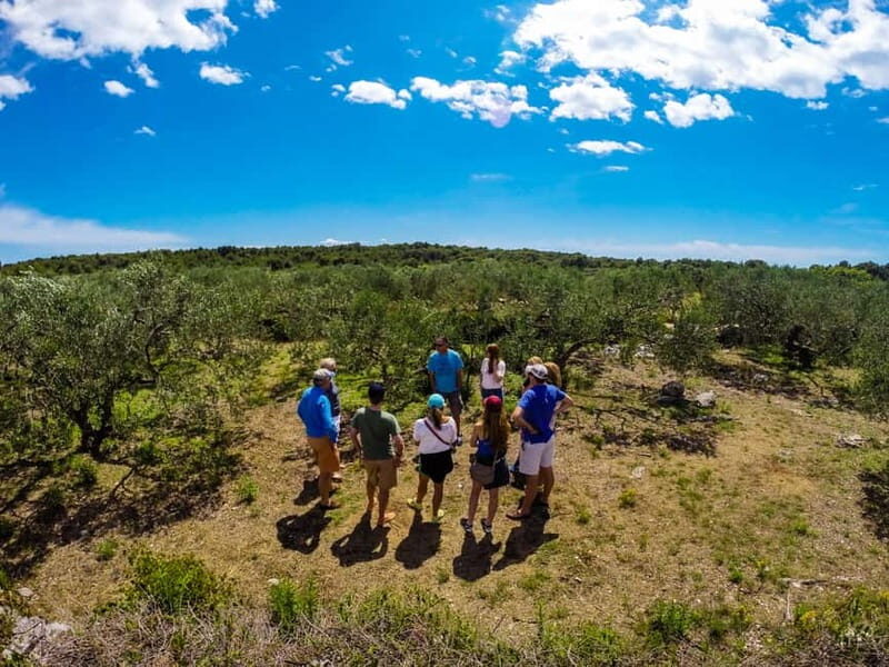 olta Island from Split: 5-Hour Olive Oil Tour with Lunch - The Itinerary: What to Expect from Dawn to Dusk