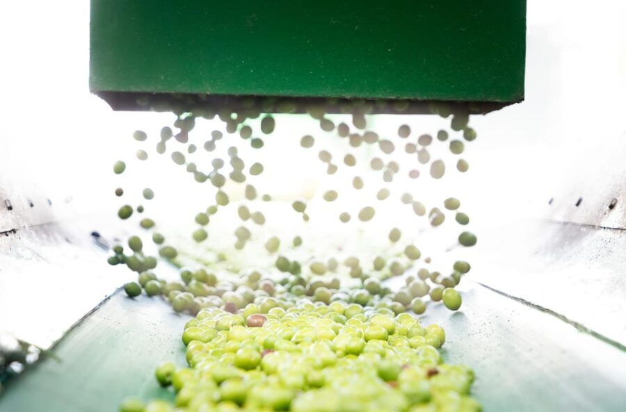 "Oro Bailén": Tour of Oro Bailen Grove + Mill + Tasting