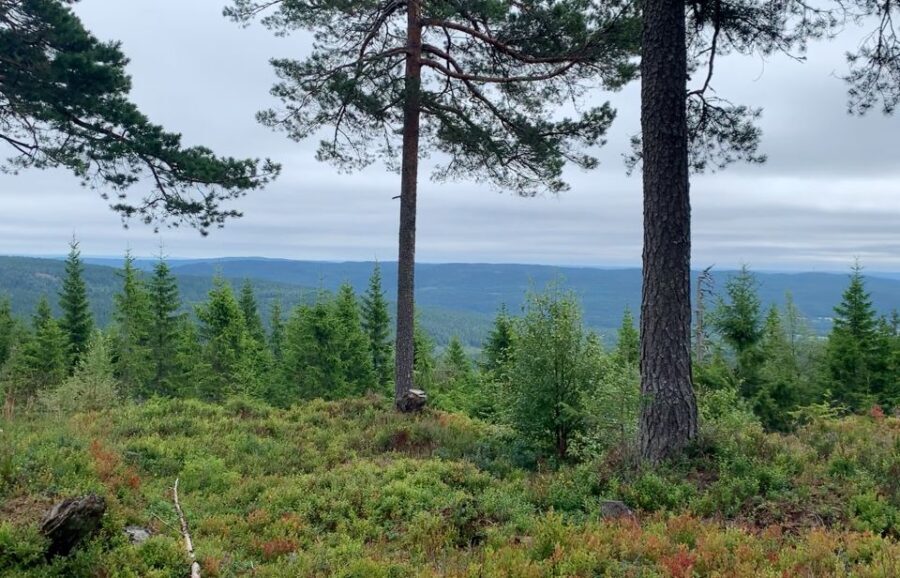 Oslo: Skjennungstoppen Wildlife Forest Hiking Tour