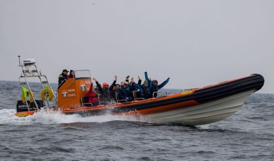 Padstow: Guided RIB Sealife Safari