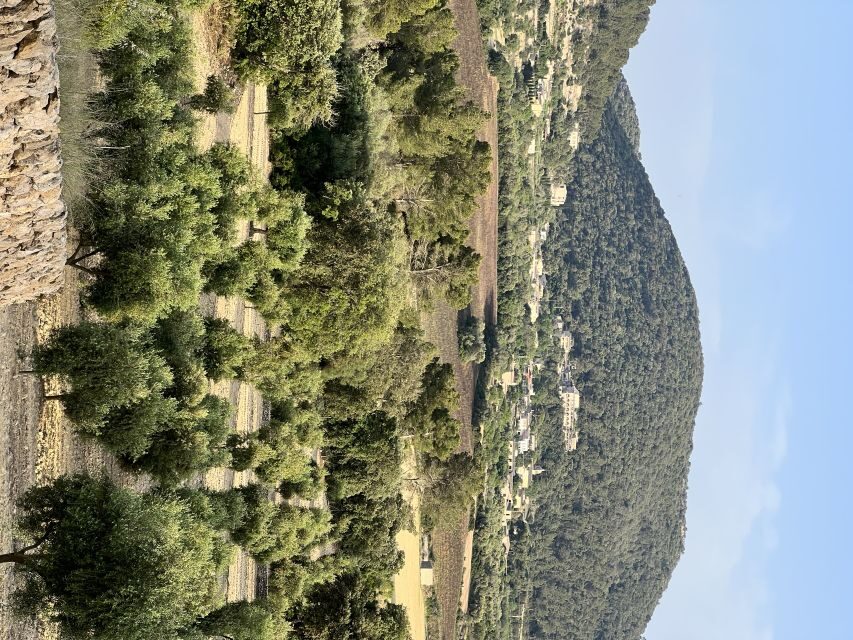 Palma: Orange Farm, Olive Mill, & Winery Tour with Tastings