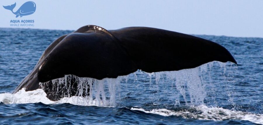 Pico Island: Azores Whale & Dolphin Watching on Zodiac Boat