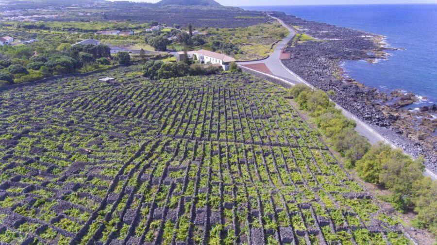 Pico Island: Full Day Wine Culture Tour