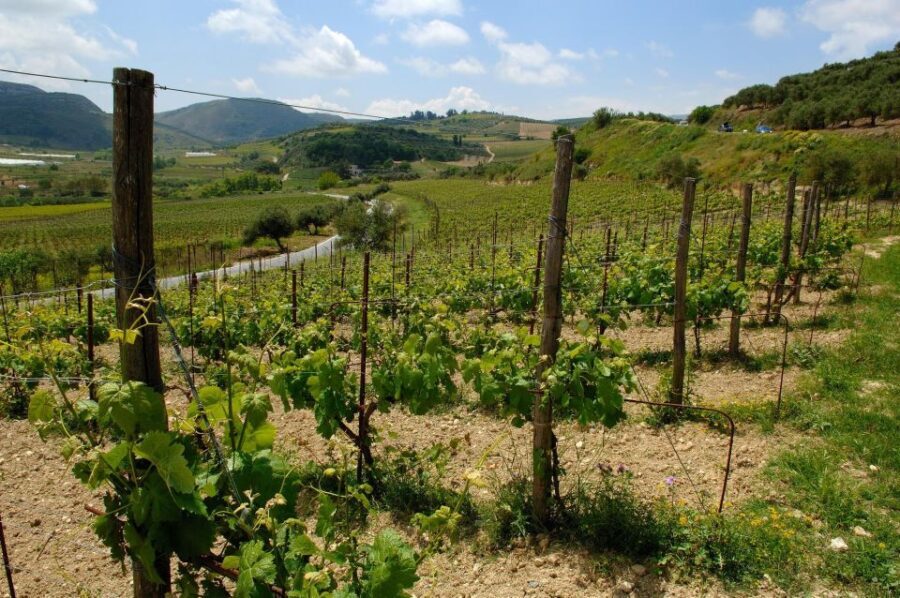 Premium Crete Olive oil tasting, Wine, Raki and Cretan food!