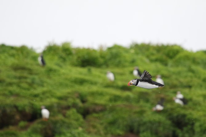Premium Small-Group Puffin & Bird Watching tour from Reykjavík - A Compact Adventure with Big Rewards: The Premium Small-Group Puffin & Bird Watching Tour from Reykjavík
