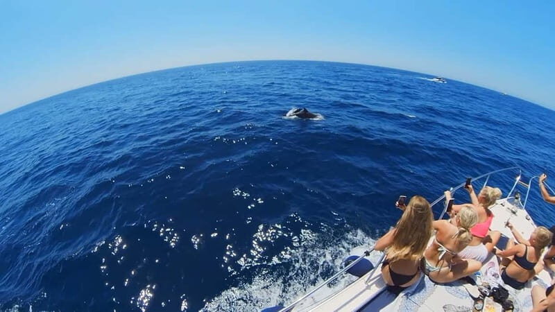 PRIVATE DOLPHIN WATCHING SUNSEEKER WITH DRINKS ON FUENGIROLA