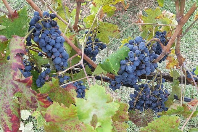 PRIVATE EXCURSION: Volterra & San Gimignano + wine tastings (from Livorno Port)