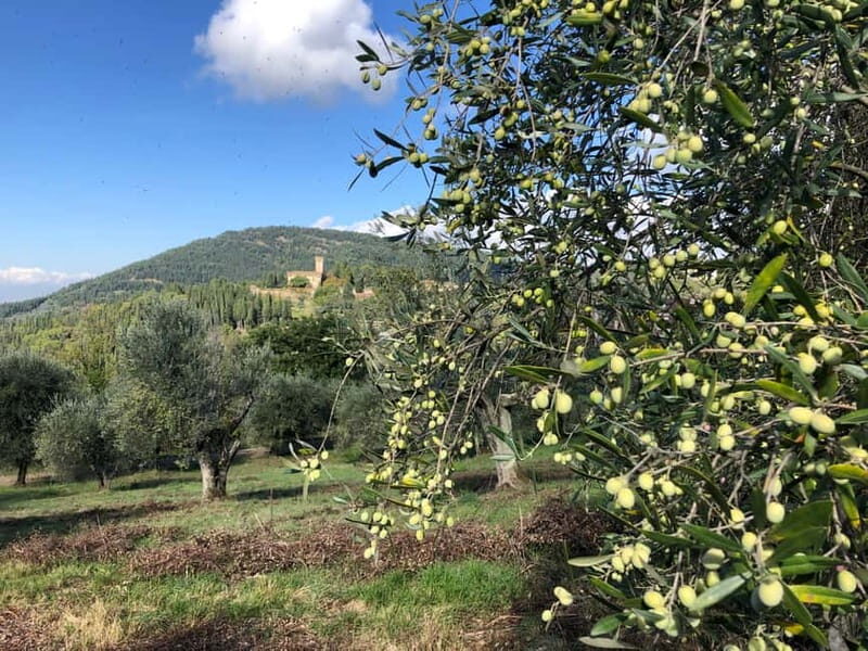 Private Hiking Florence Tour with Wine and Lunch or semi-pri