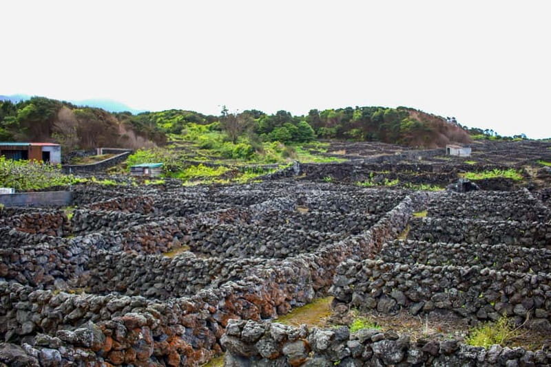 Private Terceira Island Caves: Lava Route - entrances & wine