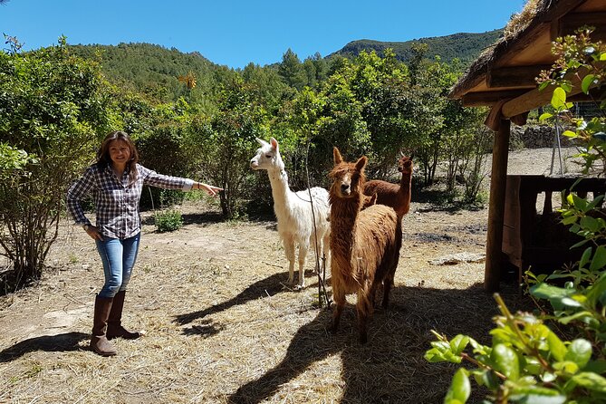 Private Tour - Hike and wine tasting at the Penedés - A Fresh Take on Catalonia’s Countryside: Private Hike and Wine Tasting in Penedés