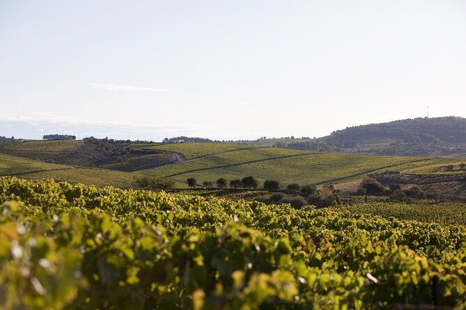 Private visit with wine tasting in Alijó Douro