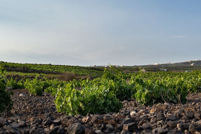 Private Wine Adventure Tour in the Most Distinct Wineries - Discover Santorini’s Finest Wineries on a Private Wine Adventure