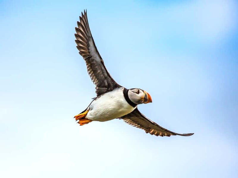Puffin Watching Yacht Cruise from Downtown Reykjavík