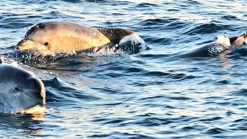 Pula: Brijuni National Park Dolphin Watching Tour w/Dinner