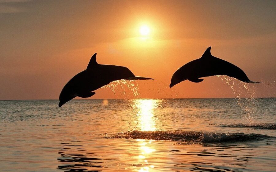 Pula: Brijuni Sunset Dolphin Cruise with Dinner & Drinks