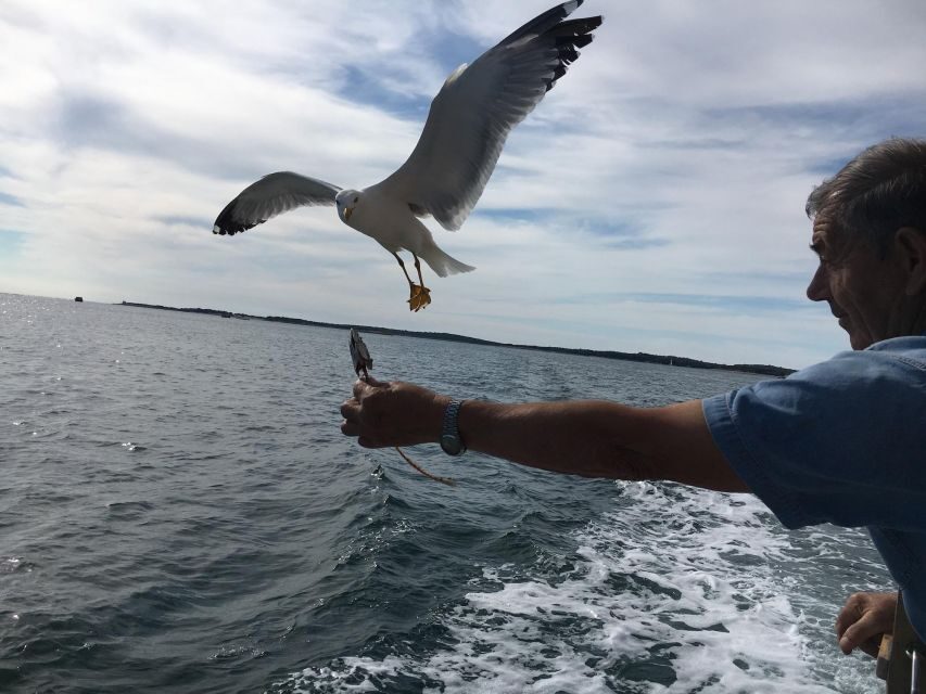 Pula: Dolphin Watching Sunset Cruise with Dinner & Drinks