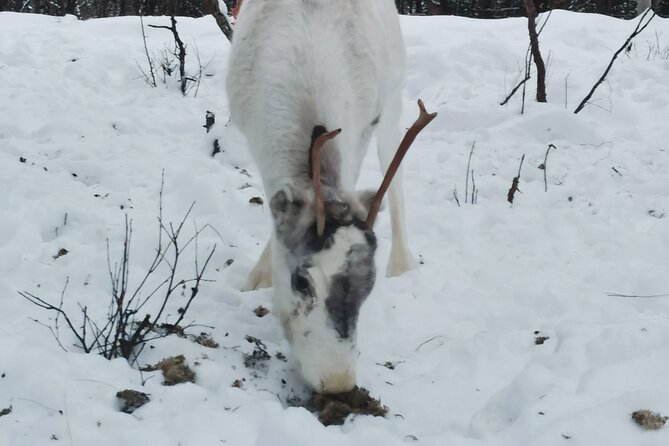 REINDEER FEEDING - Join us for a unique moment with our reindeer - Key Points