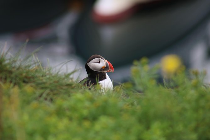 Reykjavik Premium Puffin tour | Close Up and Personal - A Detailed Look at the Reykjavik Puffin Tour Experience
