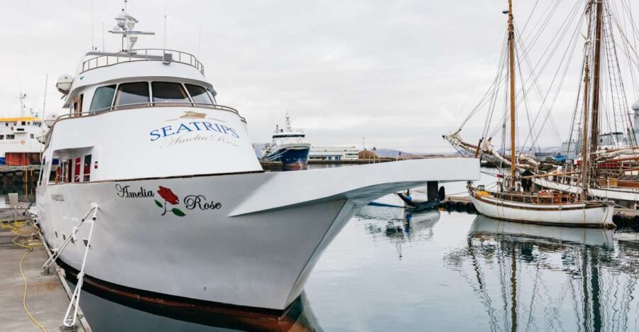 Reykjavík: Whale Watching Cruise on the Amelia Rose Yacht