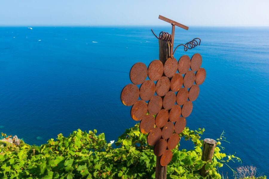 Riomaggiore: Vineyard & Wine Cellar Tour with Wine Tasting